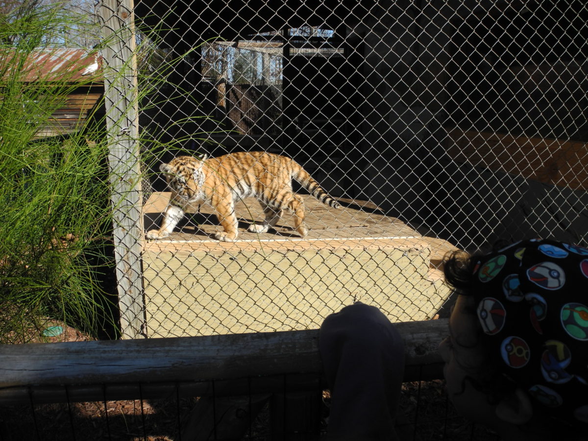 Tiger World - Charlotte Jewish Day School